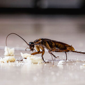 La malmignatta: il ragno dal veleno più pericoloso in Italia - Zig Zag