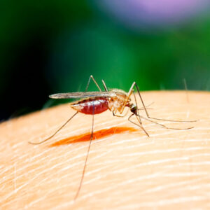 Pappataci: come difendersi e miglior repellente - Zig Zag