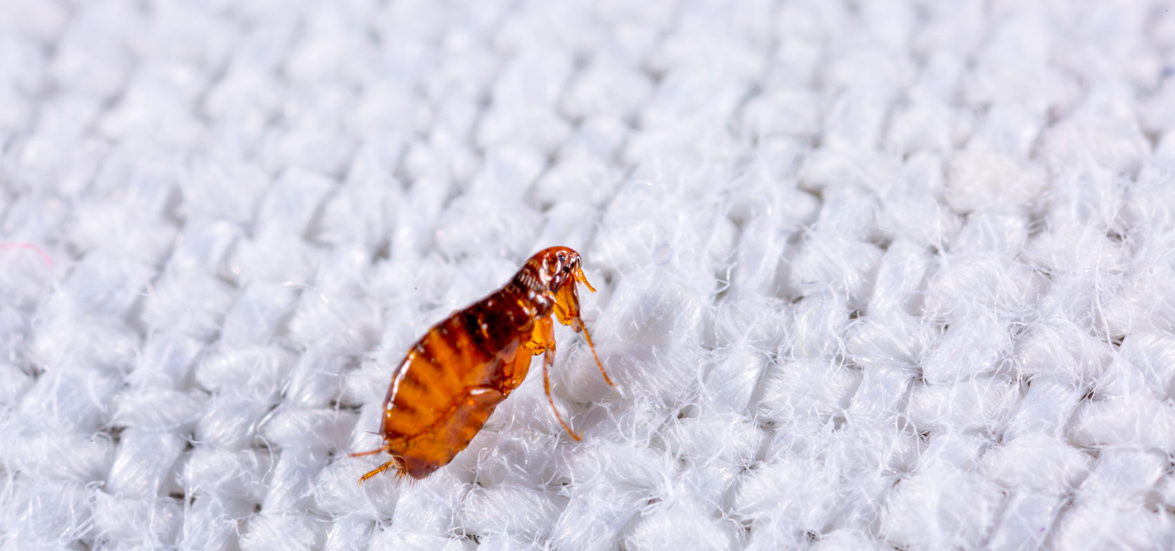 Pulci: possono pungere anche l’uomo - Zig Zag