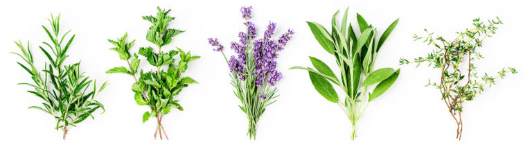 Tafani: Come Difendersi e Miglior Repellente - Zig Zag