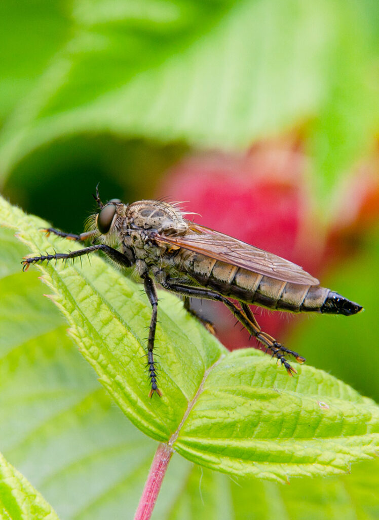 Tafani: Come Difendersi e Miglior Repellente - Zig Zag