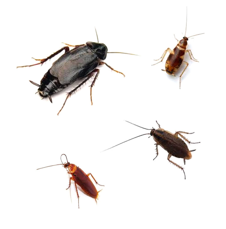 Come allontanare gli scarafaggi: strategie, migliori tecniche ...