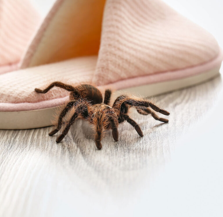 Il Ragno: simbologia, miti, aneddoti e curiosità - Zig Zag