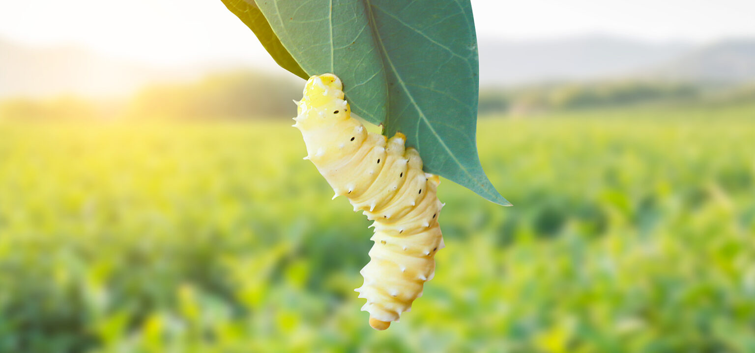 L’affascinante storia della seta - Zig Zag