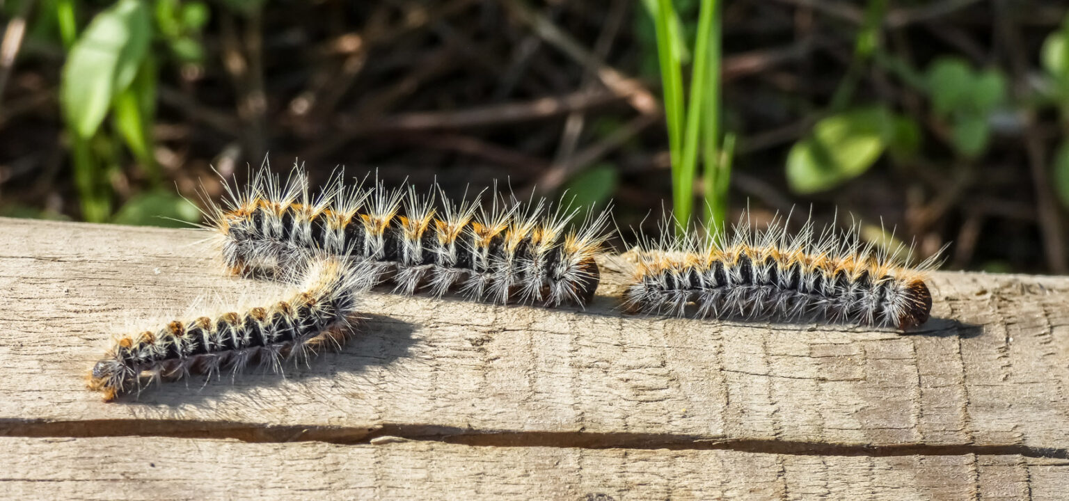 Processionarie del pino: pericolose sia in primavera che nel resto dell ...