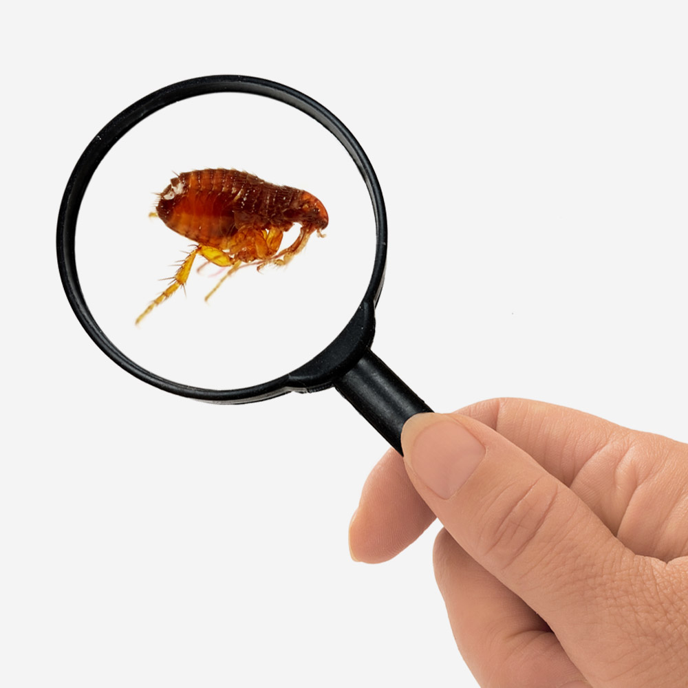 Pulci: come sono fatte e come eliminarle - Zig Zag