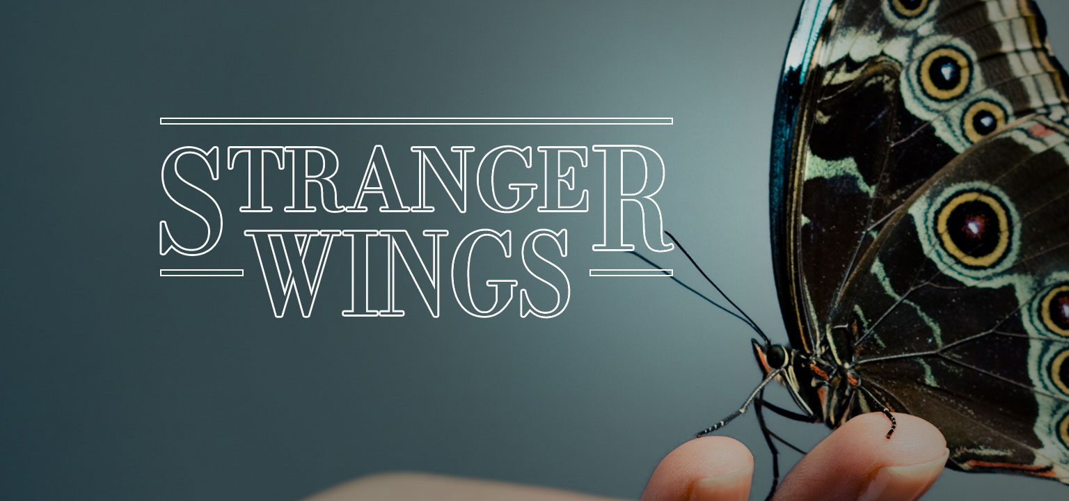 Stranger Wings: misteri e curiosità sulle farfalle - Zig Zag