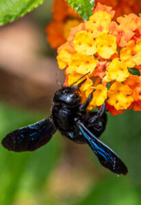 Calabrone Nero: un grande alleato della natura tra mito e realtà - Zig Zag