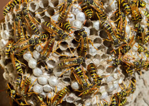 Vespe e Calabroni -insetti pericolosi e aggressivi - Zig Zag