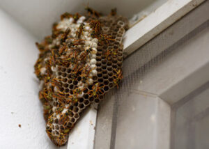 Vespe e Calabroni -insetti pericolosi e aggressivi - Zig Zag