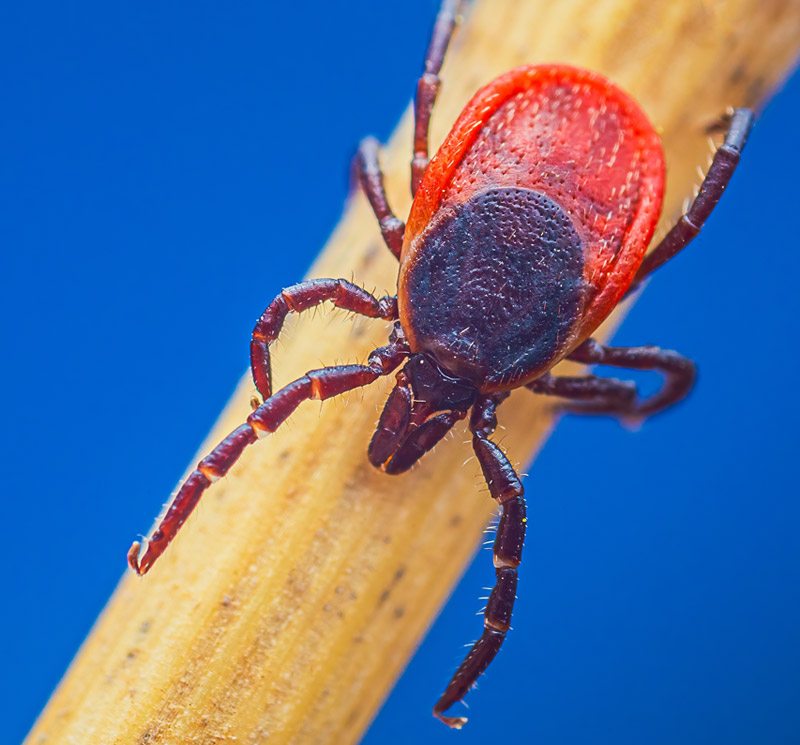 Come allontanare le zecche: rimedi e repellenti - Zig Zag
