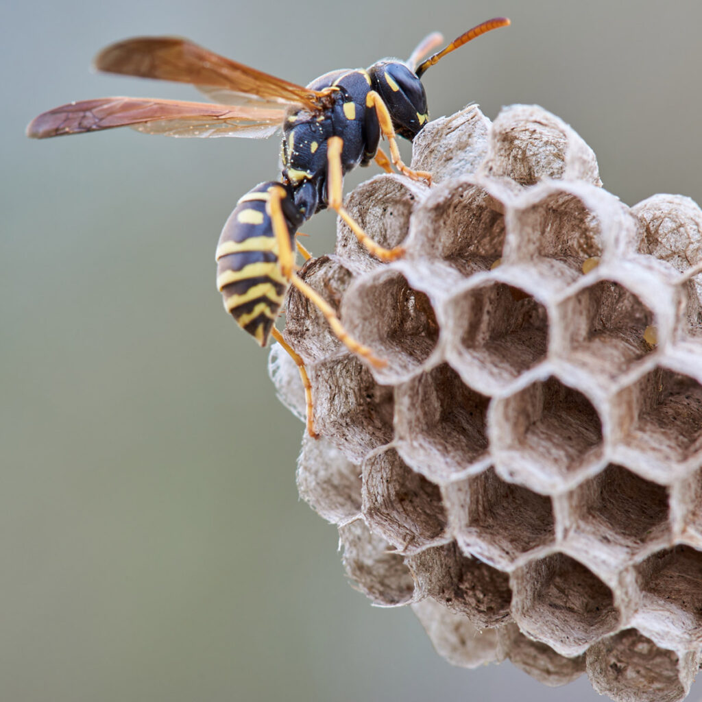 Vespe, calabroni e api pericolose: tipologie e comportamenti - Zig Zag