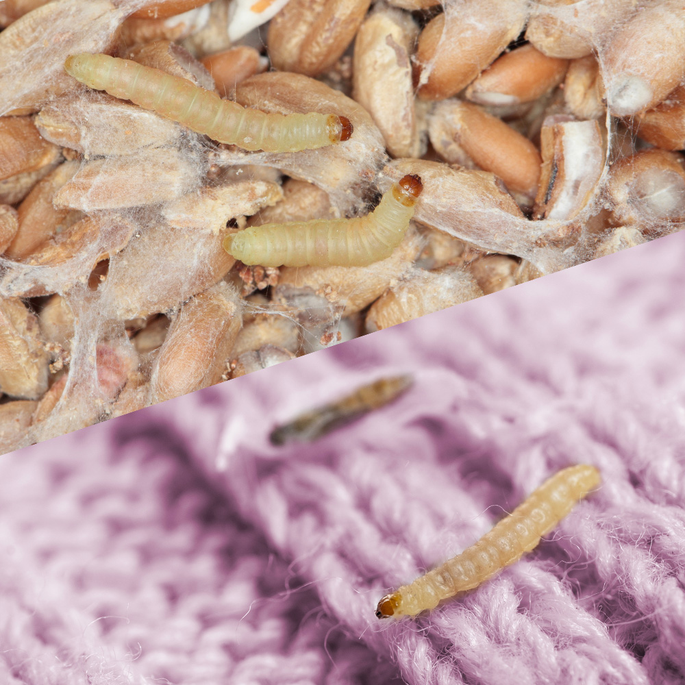 Tarme in casa: fact checking e miti da sfatare - Zig Zag