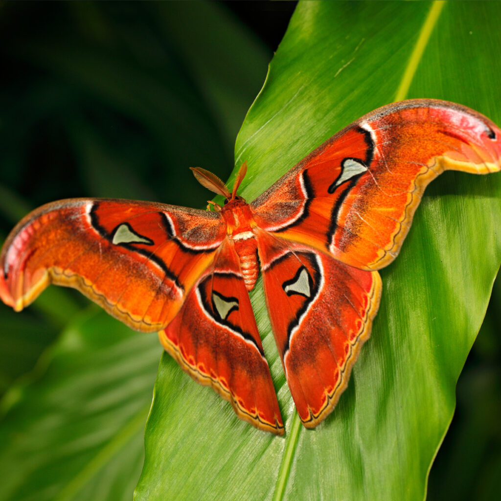 Quali sono le falene più grandi del mondo? - Zig Zag