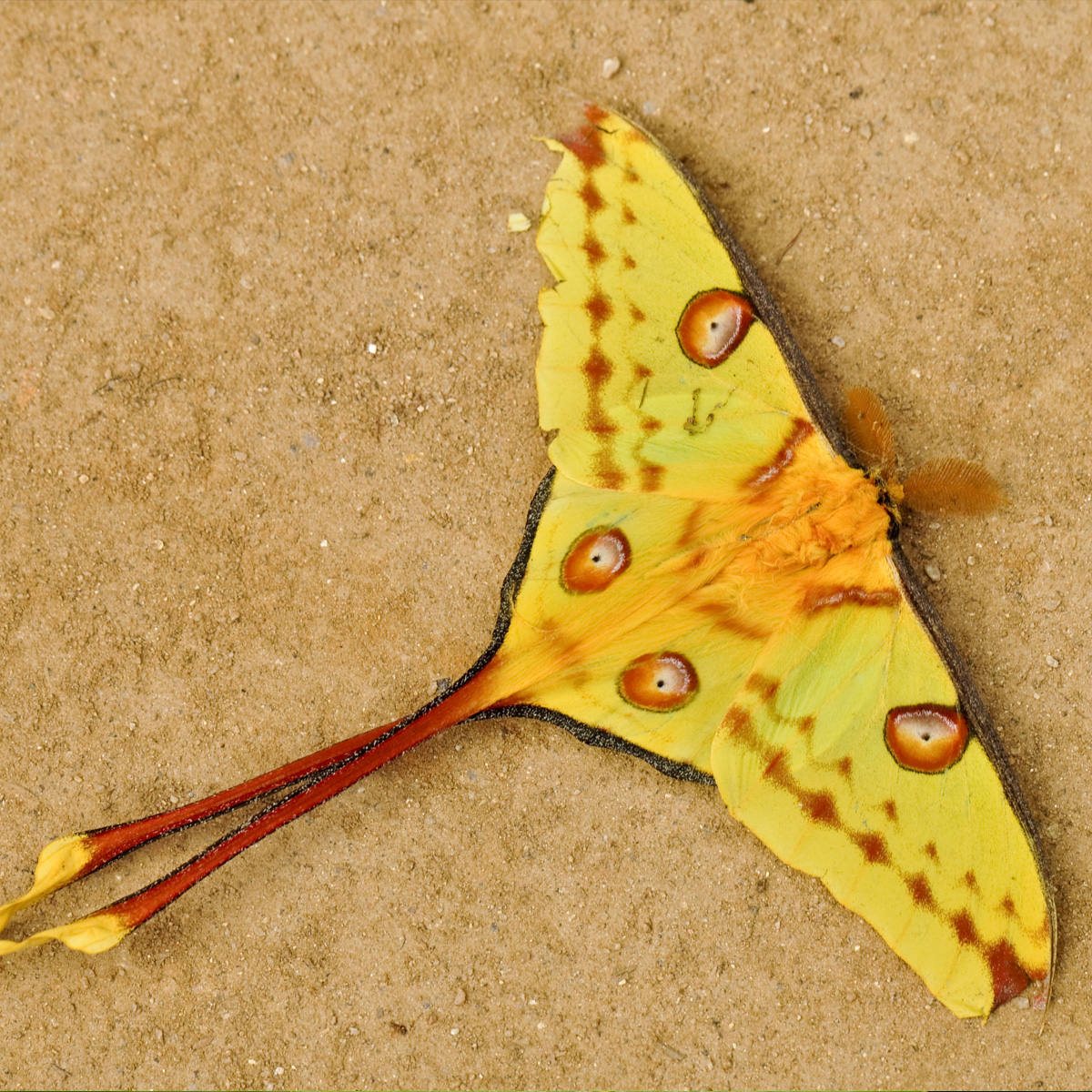 Quali sono le falene più grandi del mondo? - Zig Zag