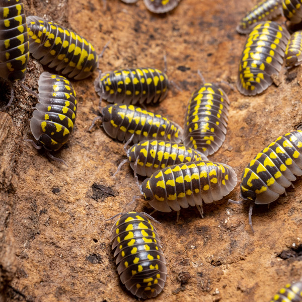 Gli isopodi spiegati bene: i porcellini di terra scambiati per insetti ...