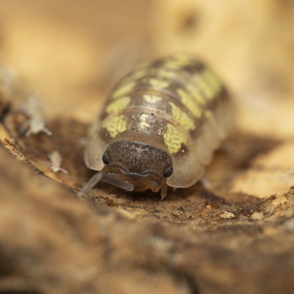 Gli isopodi spiegati bene: i porcellini di terra scambiati per insetti ...