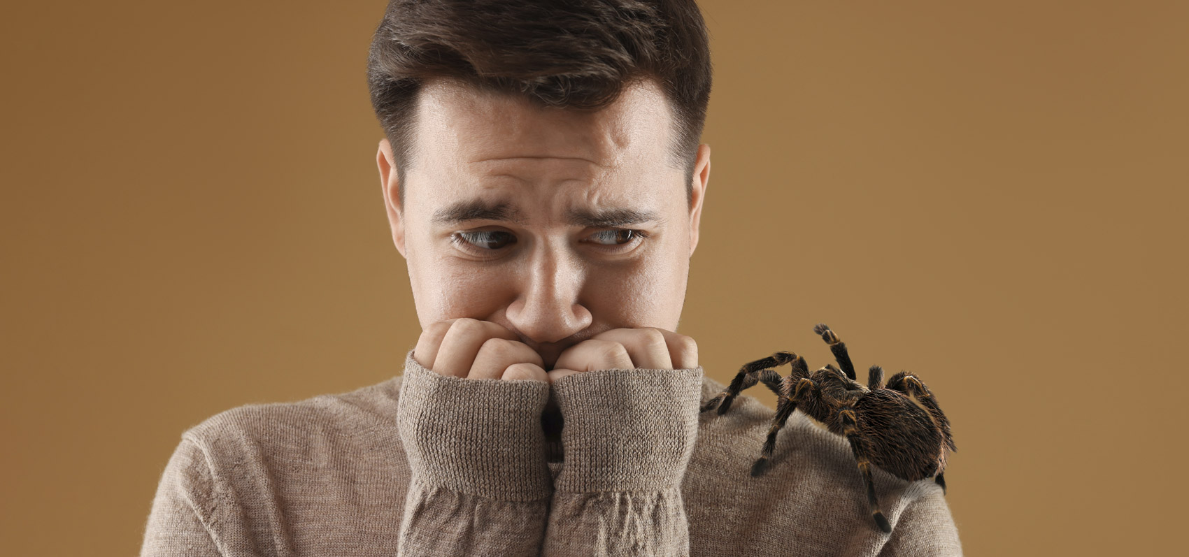 Fobia degli insetti: un viaggio nell’antropologia del disgusto - Zig Zag